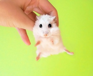 Hamster anão russo: Tipos, alimentação, criação e preço - Fc Noticias